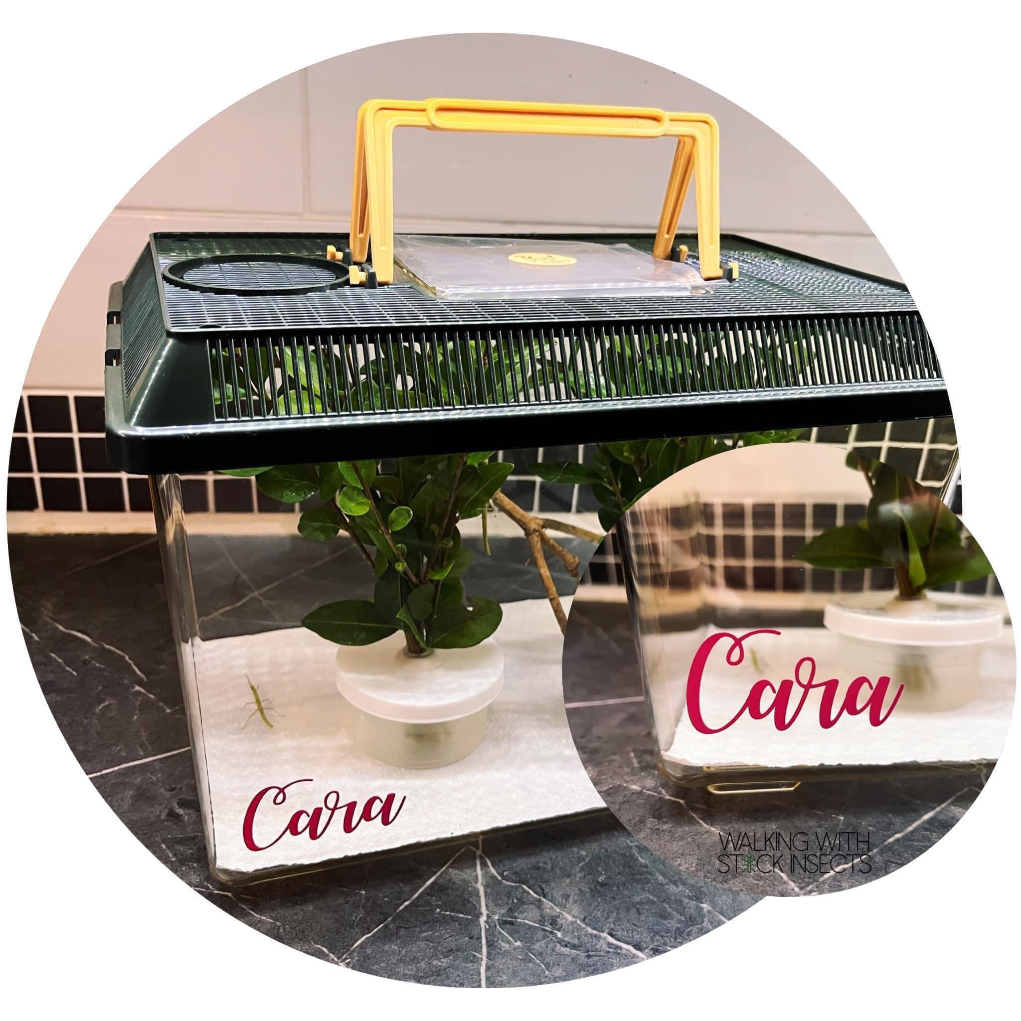 Green Indian Egg Hatching Kit | Walking with Stick Insects