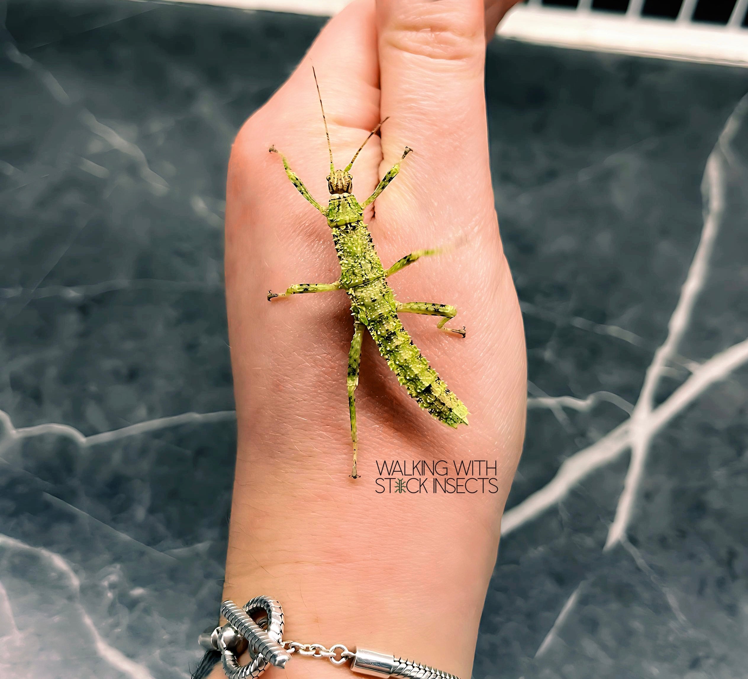 Eurycantha calcarata - Giant Spiny Stick Insect | Walking with Stick ...