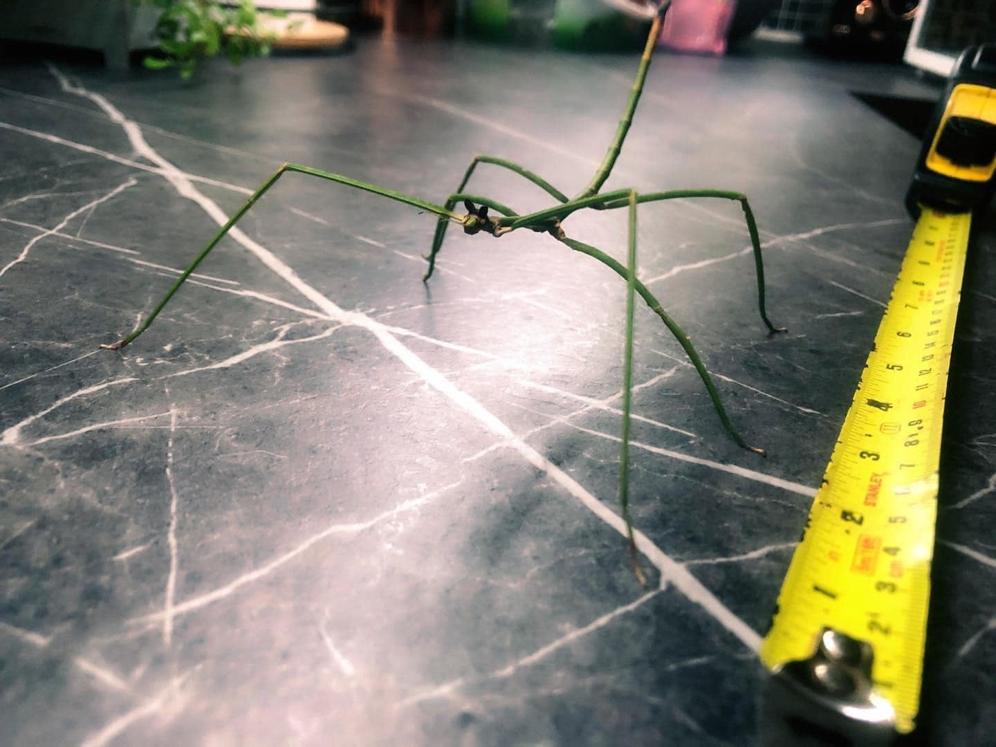 Ramulus Nematodes ‘blue’ - Big blue Stick Insect | Walking with Stick ...