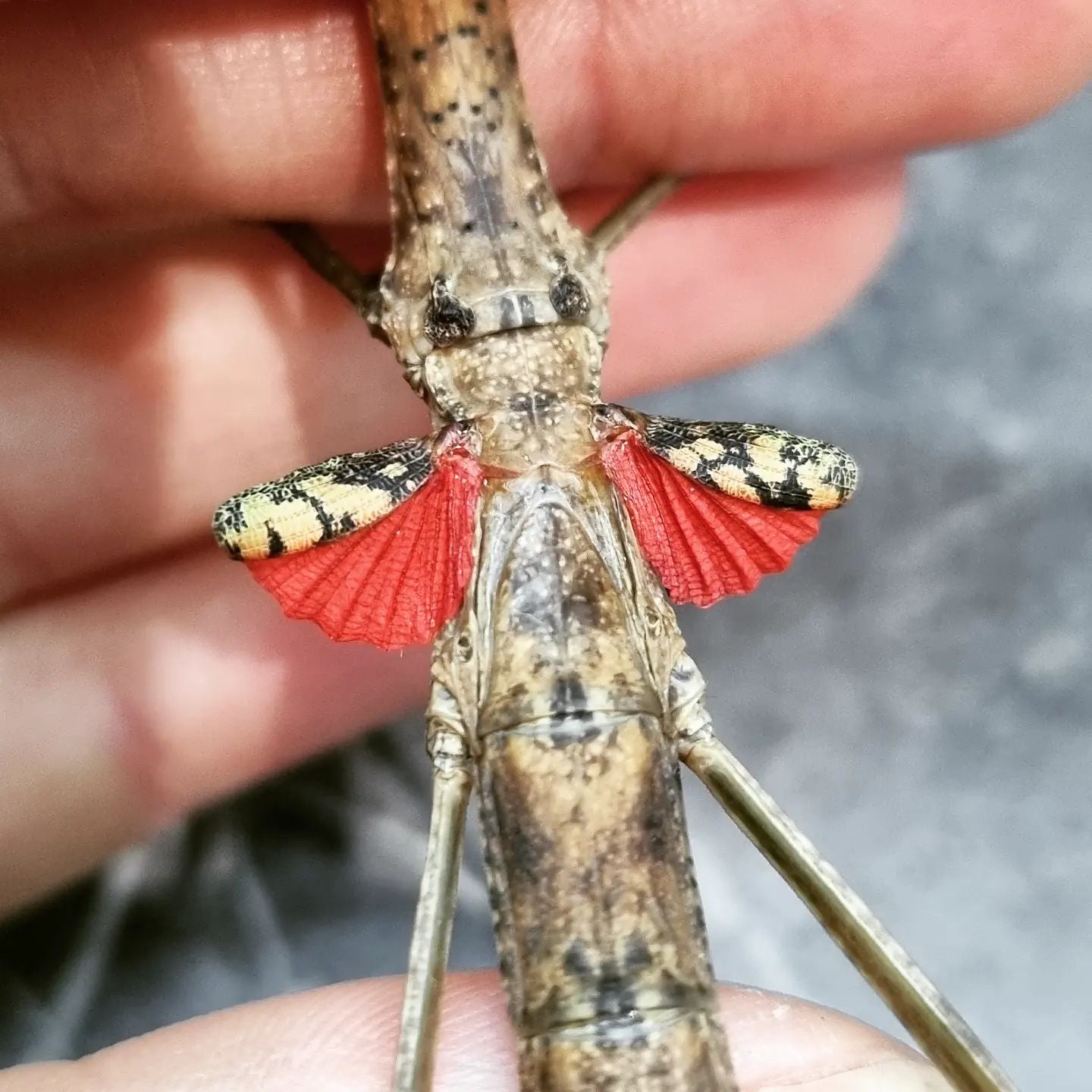 PSG 215 - Budwing Stick Insect | Walking with Stick Insects