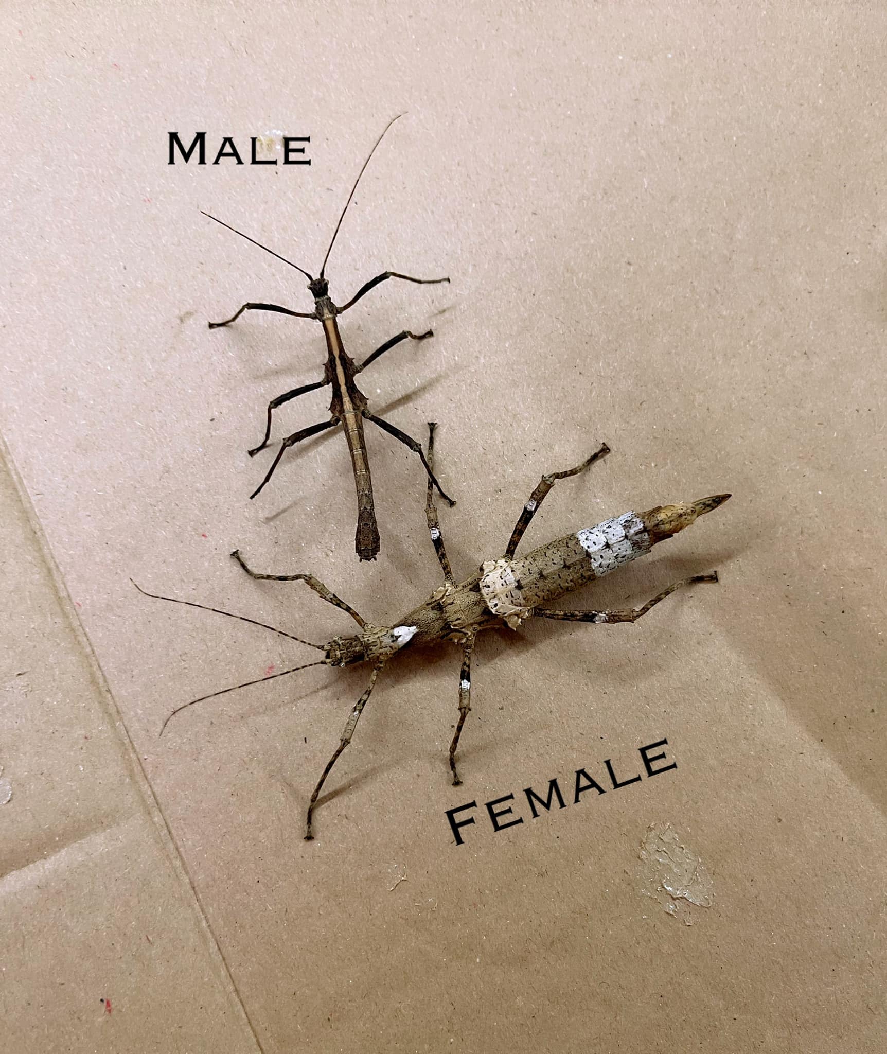 Sungaya inexpectata - Sunny Stick Insect | Walking with Stick Insects
