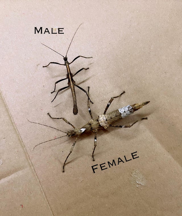 Sungaya inexpectata - Sunny Stick Insect