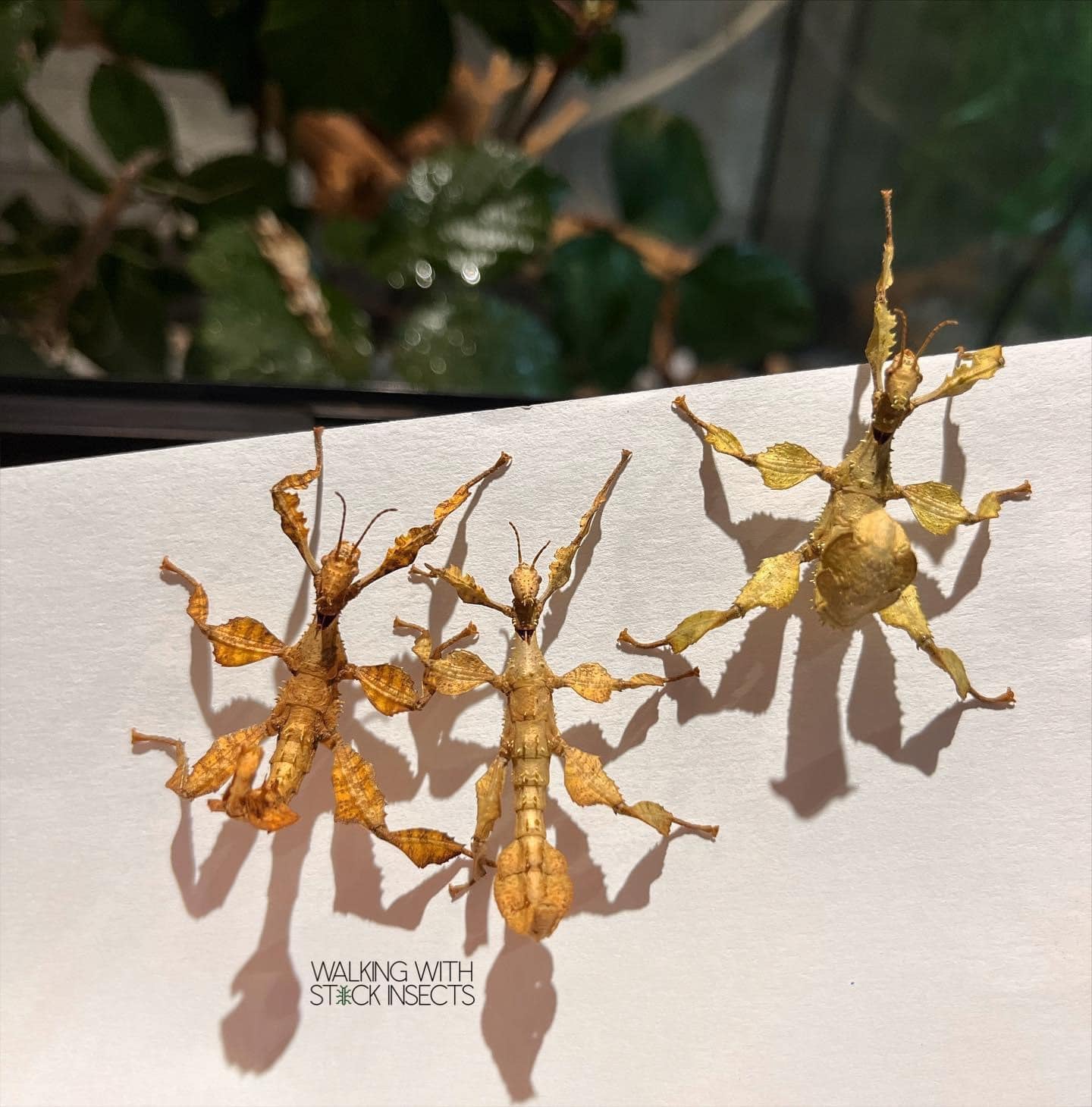 Extatosoma tiaratum - Macleays spectre Stick Insect | Walking with ...