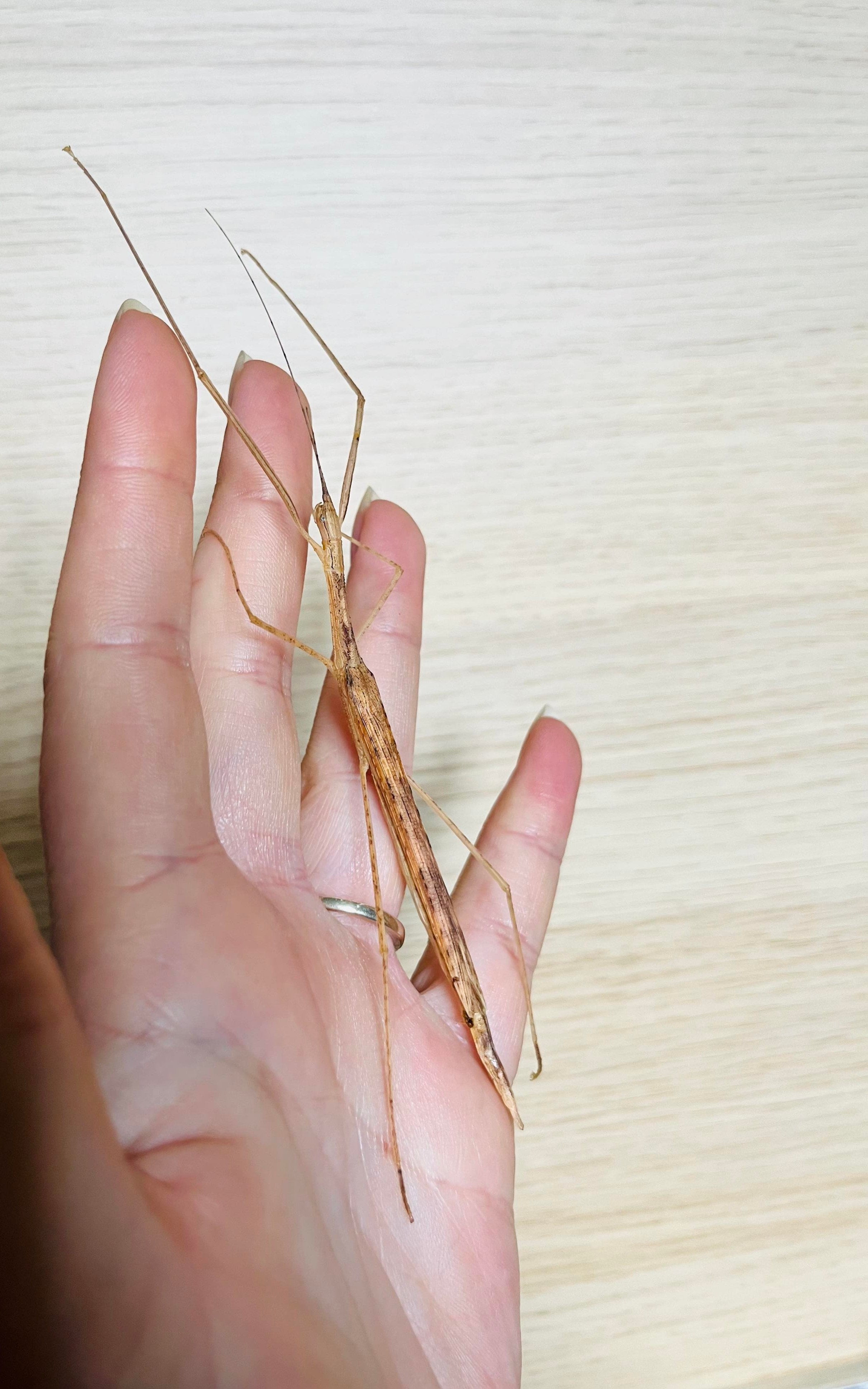 Sipyloidea sipylus - Pink Wing Stick Insect | Walking with Stick Insects