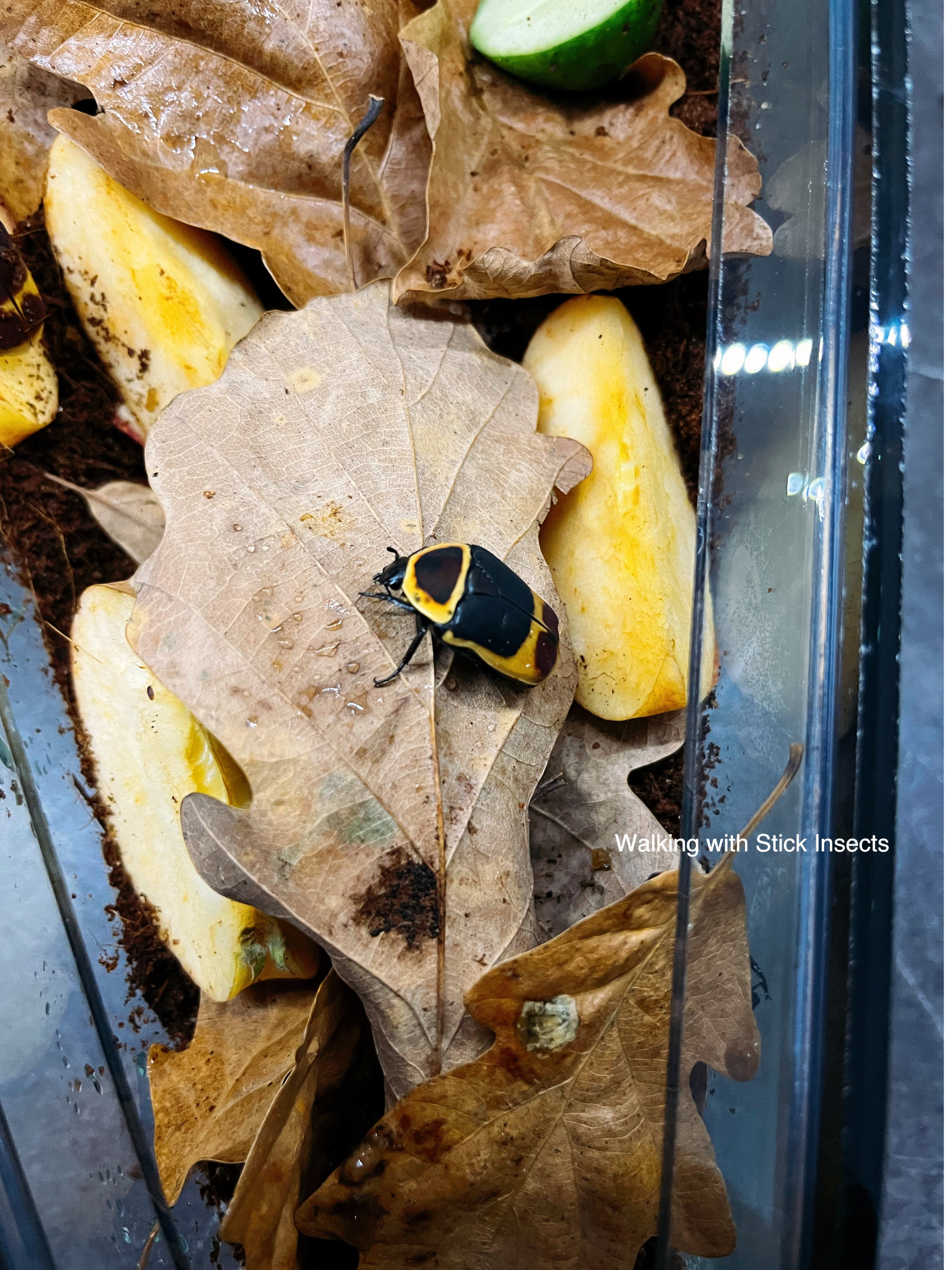 5 Pachnoda marginata - Sun/Fruit Beetle Larvae | Walking with Stick Insects