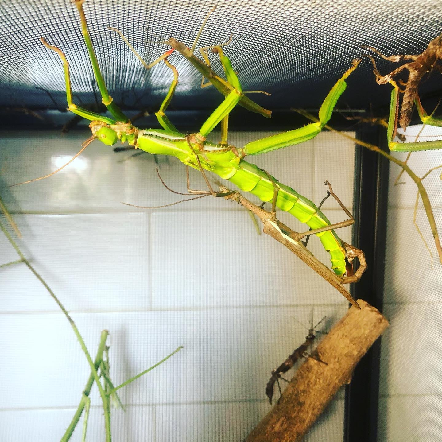Diapherodes gigantea - Green Bean Stick Insect | Walking with Stick Insects